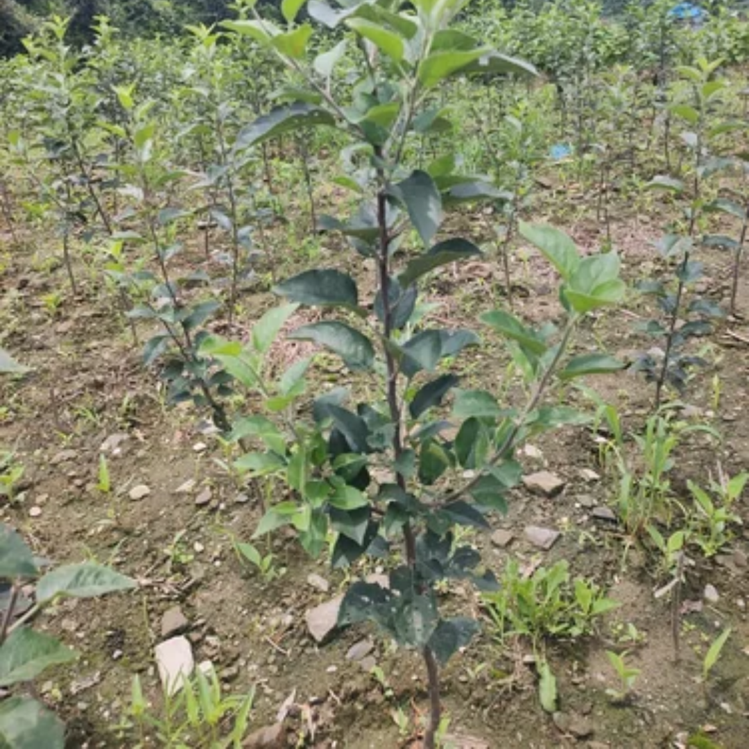 Neva PlantationsScarlet Spur Apple Plant - Neva Plantations