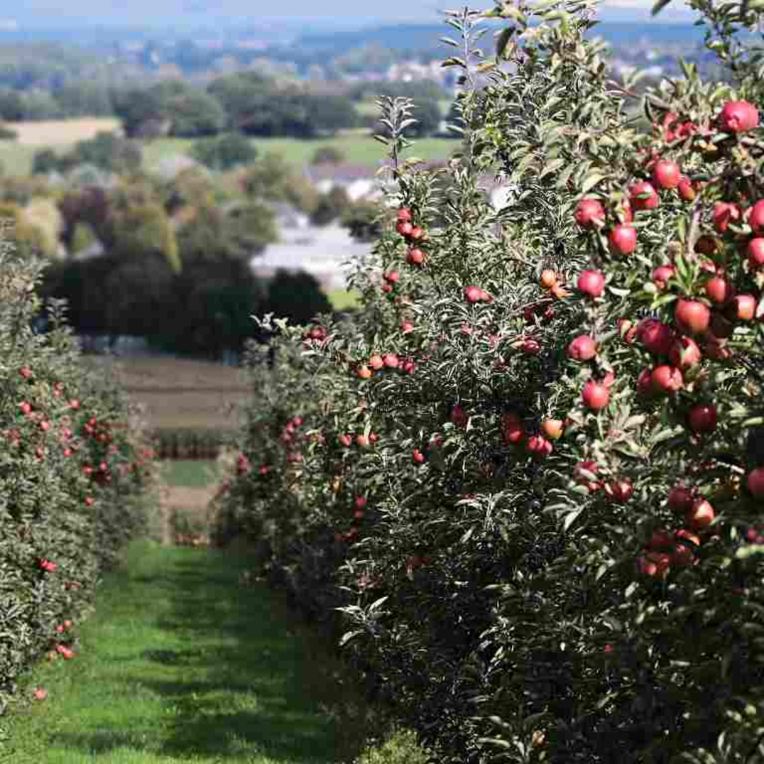 Neva PlantationsScarlet Spur Apple Plant - Neva Plantations