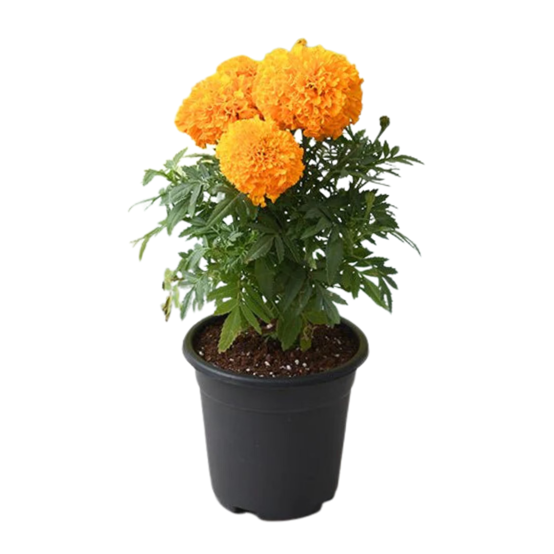 Neva PlantationsMarigold Plant Plug - Neva Plantations