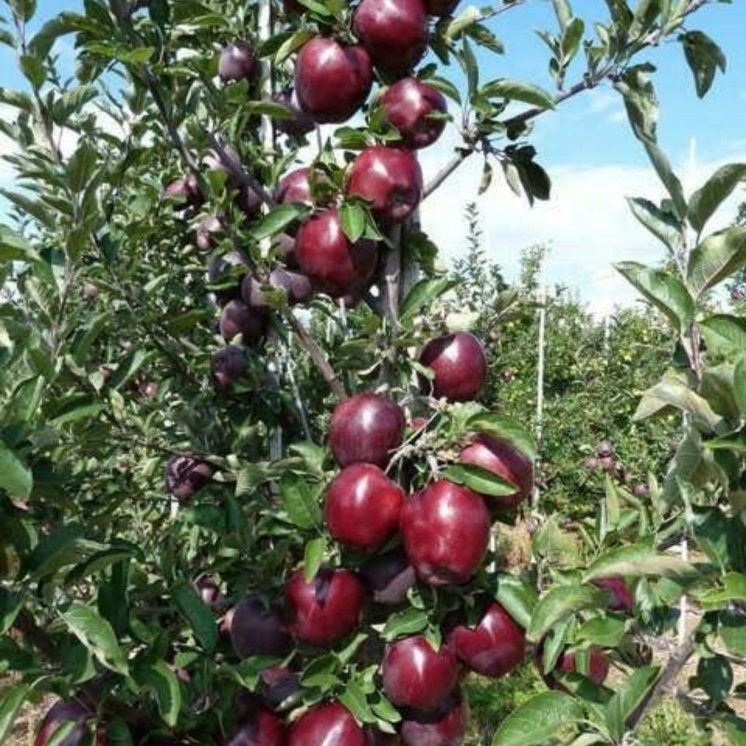 Neva PlantationsRed Velox Apple Plant - Neva Plantations