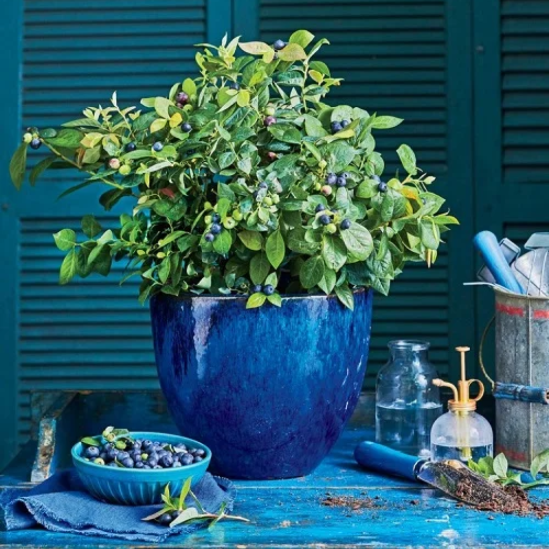 Neva Plantations » Emerald Blueberry Plant