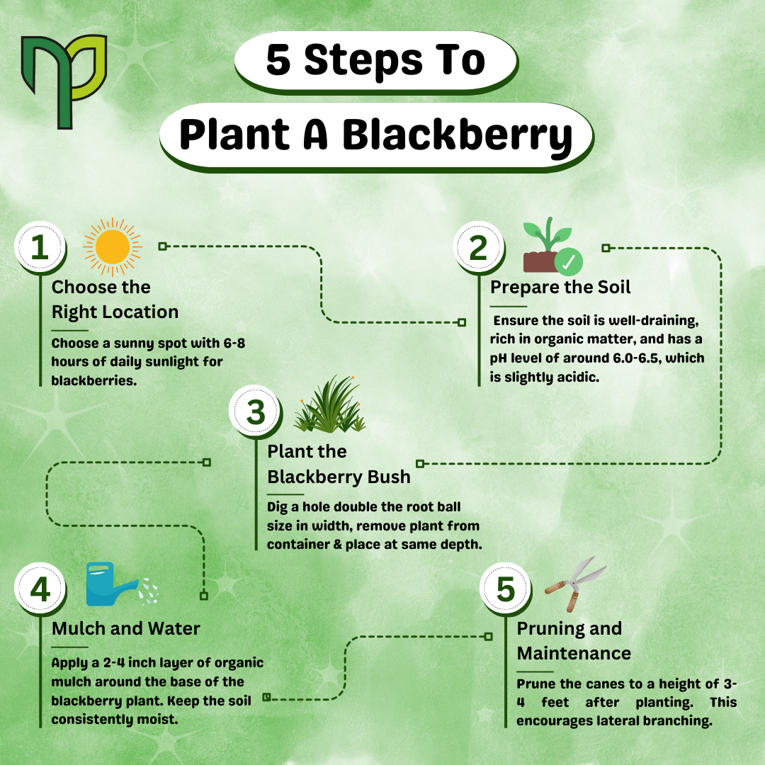Neva PlantationsBlackberry (Triple Crown) Plant - Neva Plantations