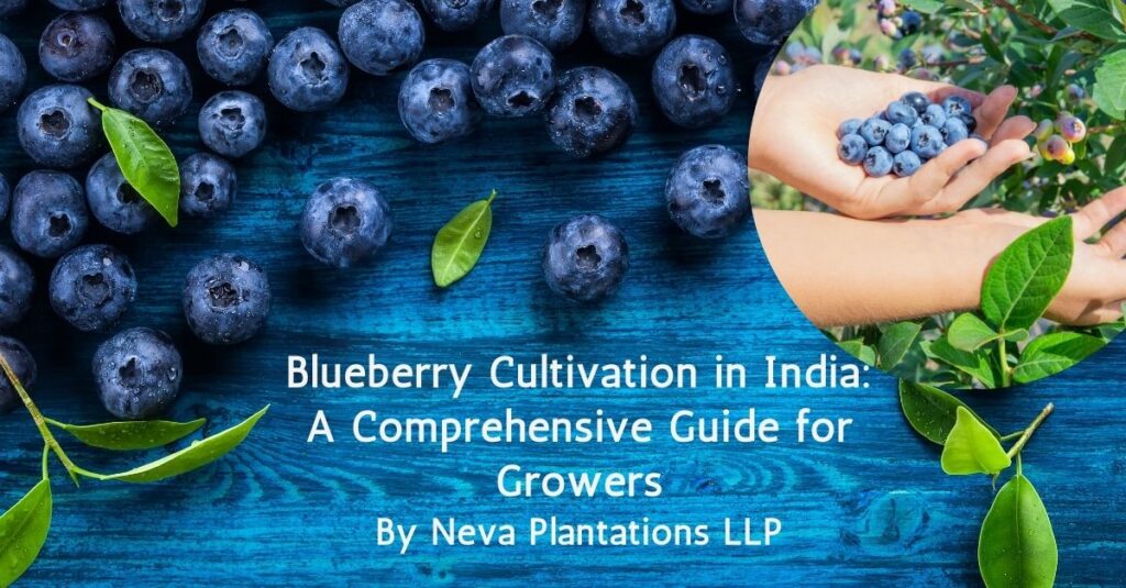 Neva PlantationsBlueberry Cultivation in India: Comprehensive Guide for ...