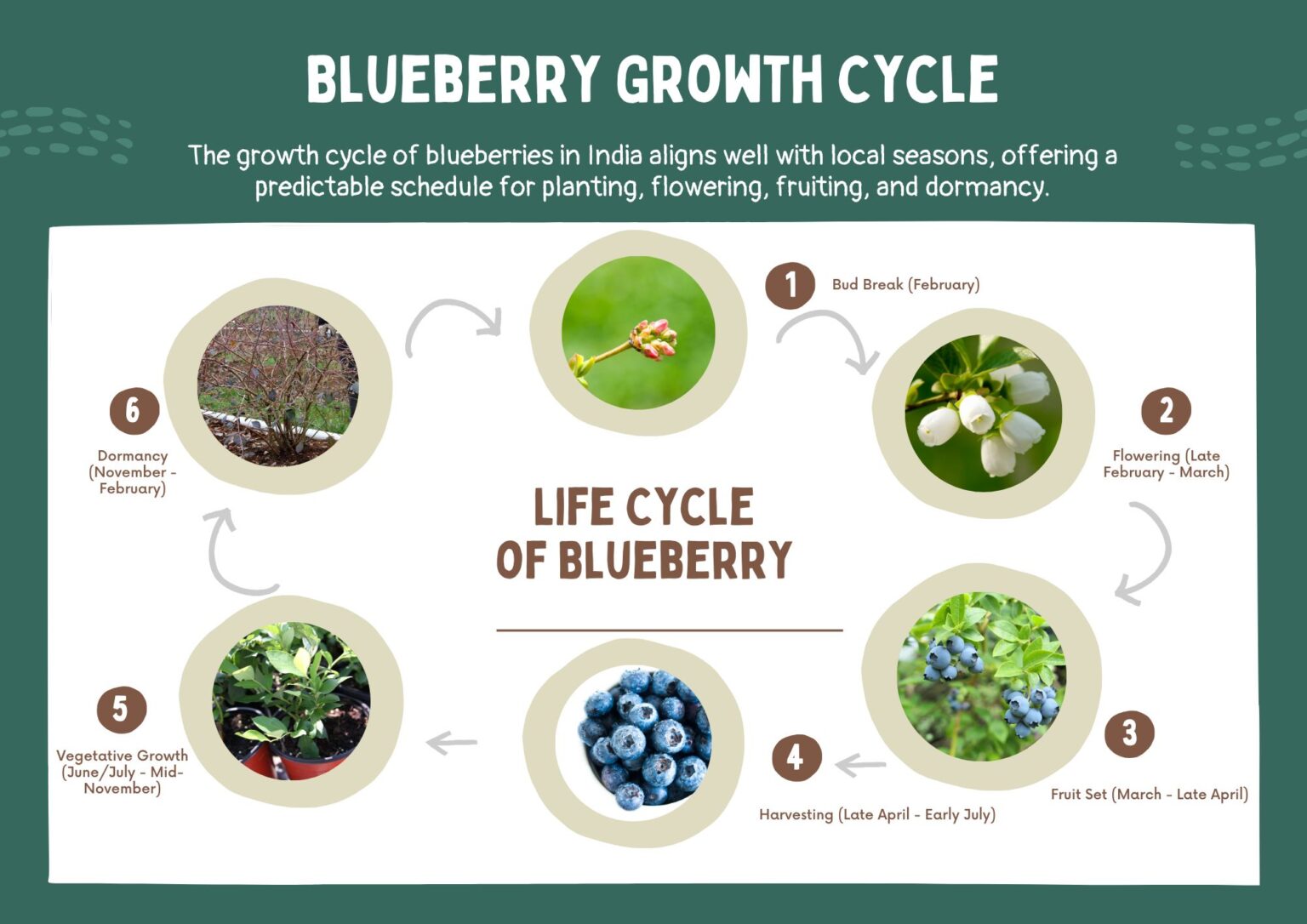 Neva PlantationsBlueberry Cultivation in India: Comprehensive Guide for ...