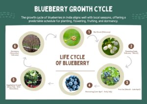 Neva PlantationsBlueberry Cultivation in India: Comprehensive Guide for ...
