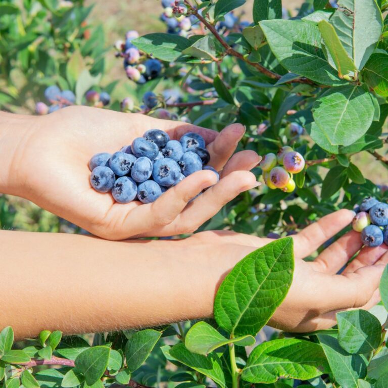 Neva PlantationsBlueberry Cultivation in India: Comprehensive Guide for Growers - Neva Plantations