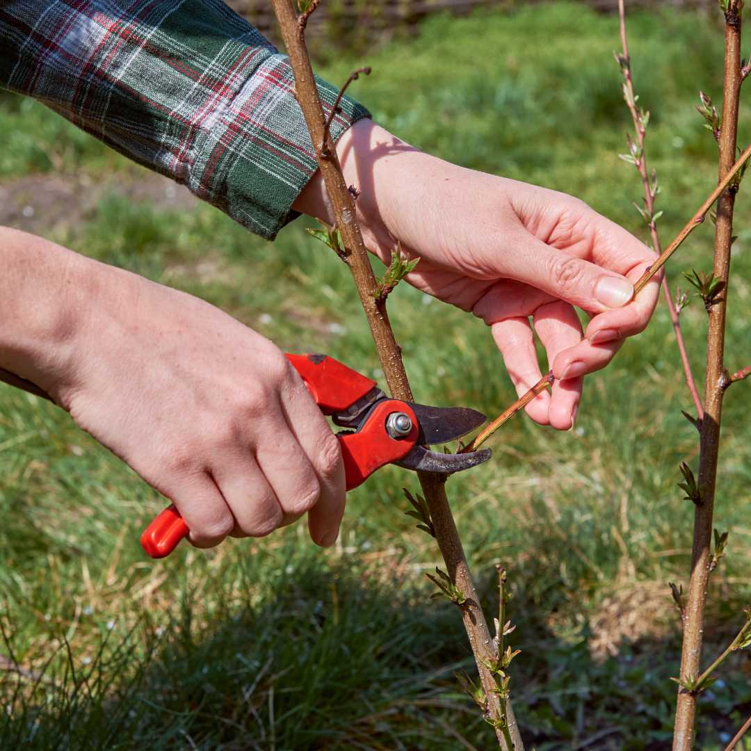 Neva PlantationsBlueberry Cultivation in India: Comprehensive Guide for ...