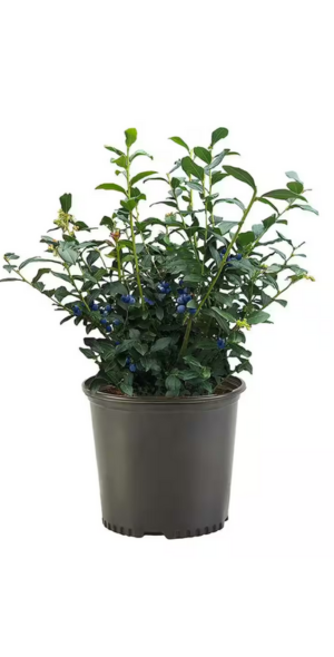 Neva PlantationsPlant Care Instructions - Neva Plantations